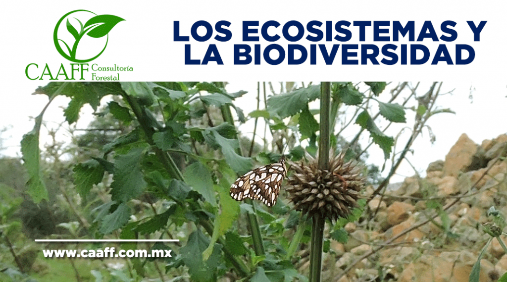 Los Ecosistemas y la Biodiversidad – Caaff